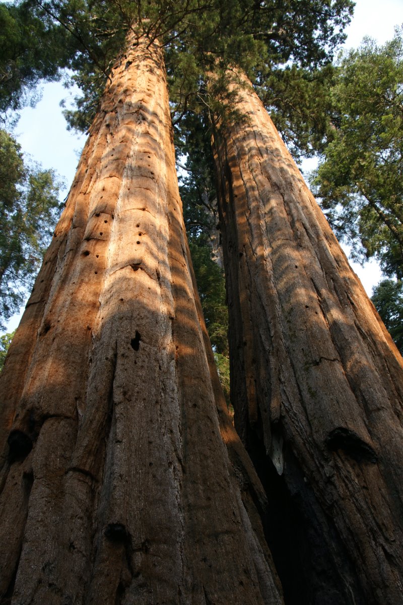California, Calaveras County & Yosemite NP, Aug, 2009