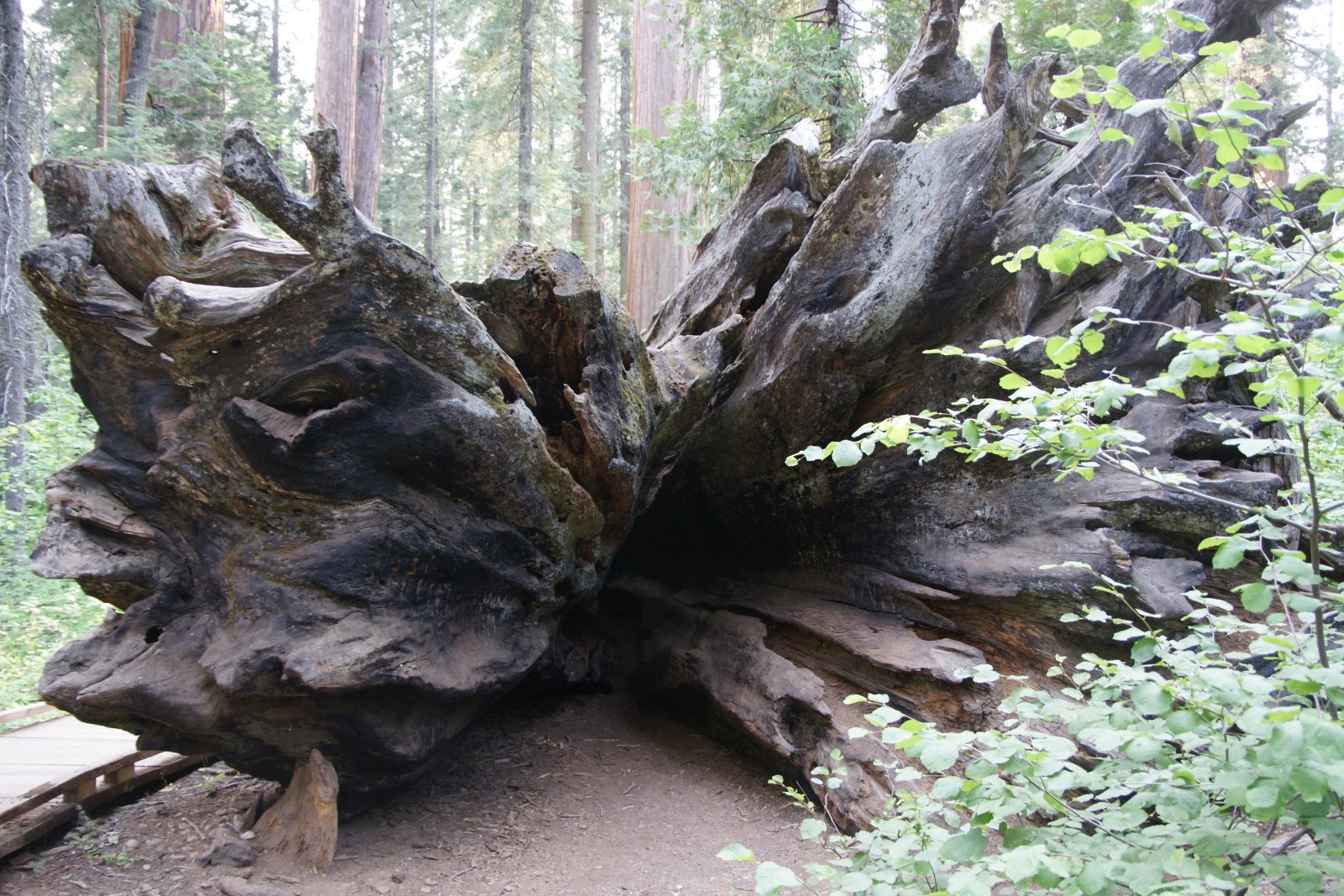 California, Calaveras County & Yosemite NP, Aug, 2009