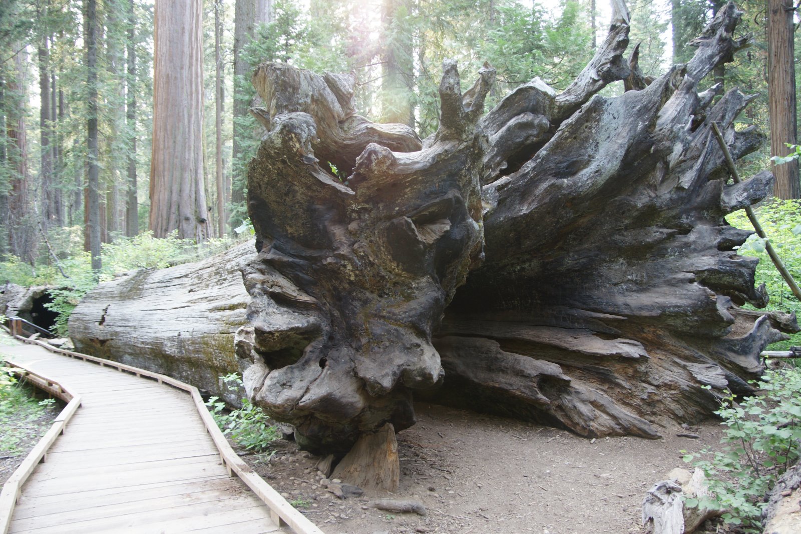 California, Calaveras County & Yosemite NP, Aug, 2009