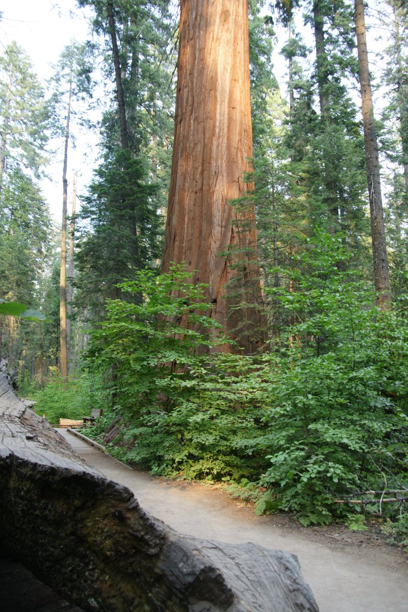 California, Calaveras County & Yosemite NP, Aug, 2009
