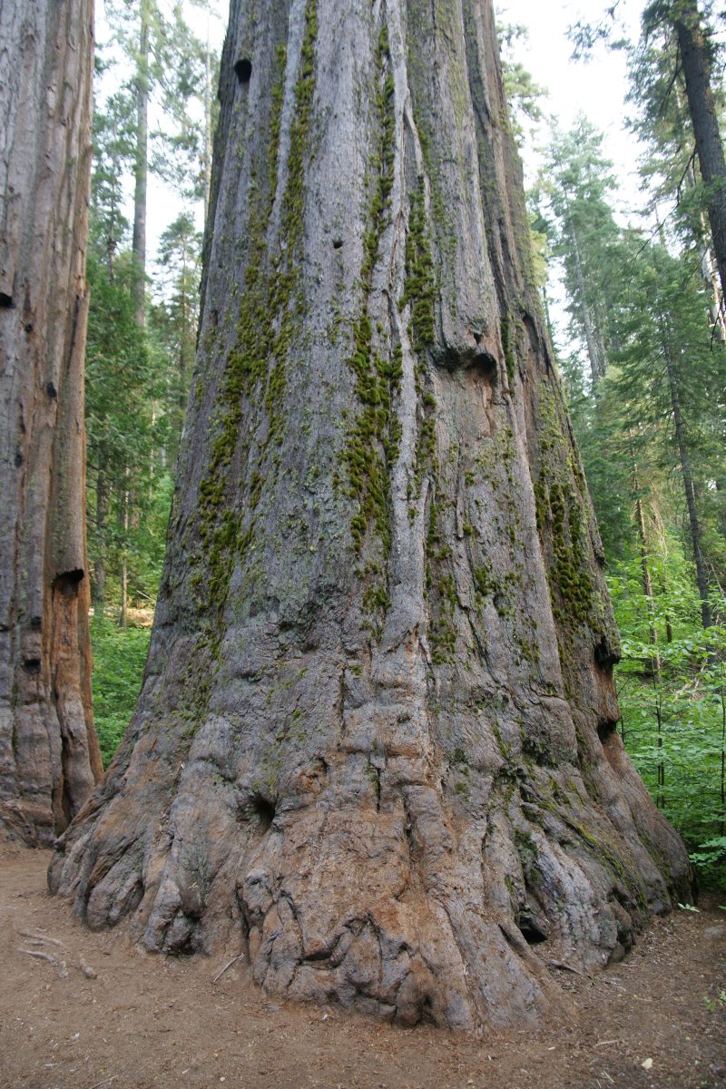 California, Calaveras County & Yosemite NP, Aug, 2009