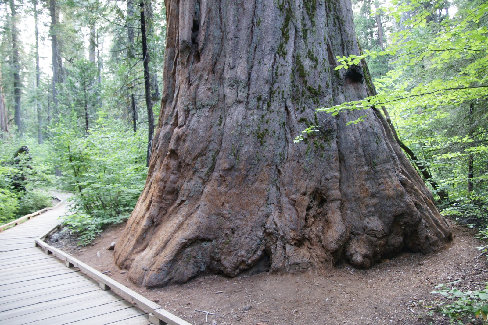 California, Calaveras County & Yosemite NP, Aug, 2009